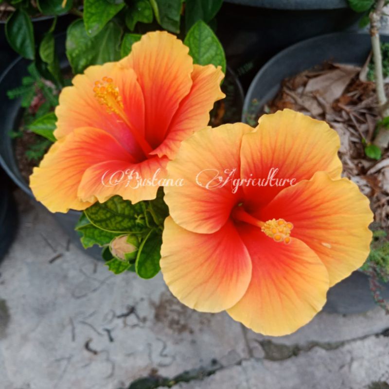 Jual bibit bunga hibiscus kembang sepatu bangkok import warna orange ...