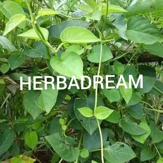 Jual Daun Sembukan Terlengkap & Harga Terbaru Mei 2024 | Shopee Indonesia