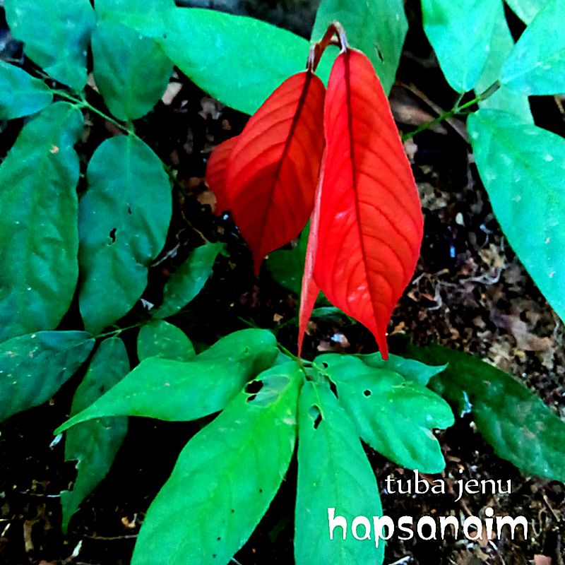 Jual tanaman Jenu Tuba 20-35cm pestis herbal rambat | Shopee Indonesia