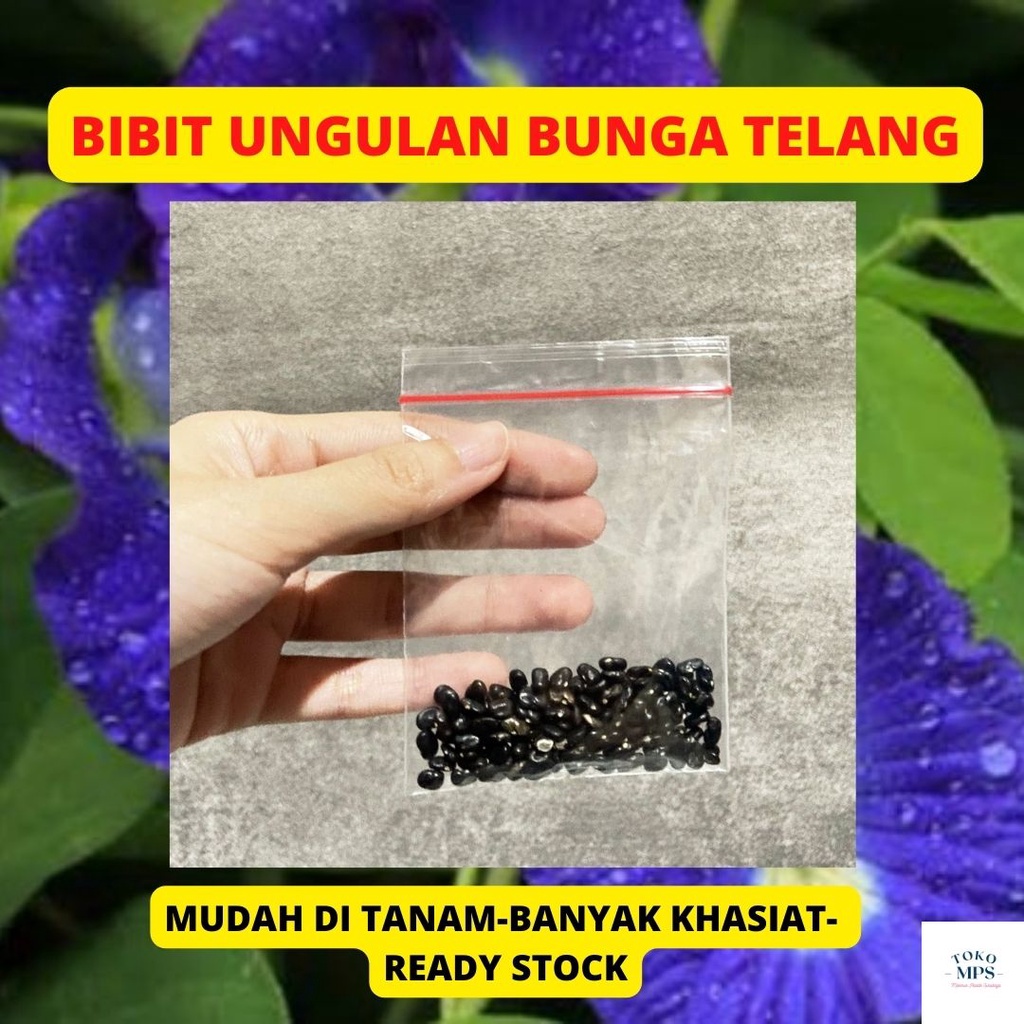 Jual Bibit Unggul Biji Bunga Telang | Shopee Indonesia