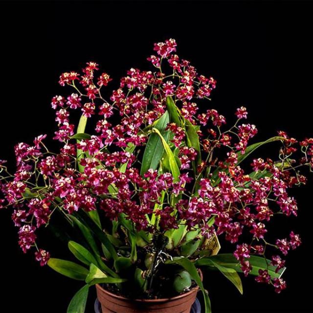 Jual Anggrek oncidium mini twinkle red | Shopee Indonesia