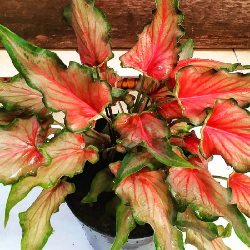 Jual Caladium Keris / bunga keladi / tanaman hias keladi murah ...