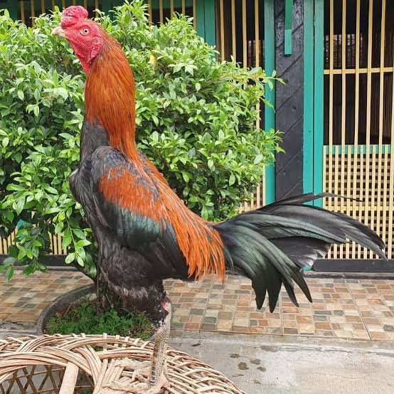 Jual TELUR AYAM BANGKOK PAKHOY FULL BRAKOT UNTUK DITETASKAN FERTIL ASLI ...