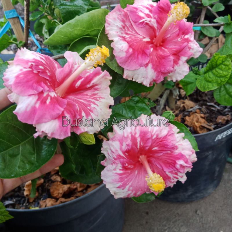 Jual bibit bunga sepatu hibiscus import merah putih bangkok langka ...