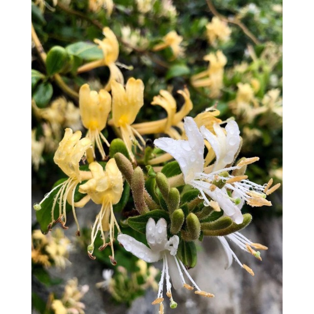 Jual Bibit tanaman bunga rambat kuning wangi Japanese honeysuckle ...
