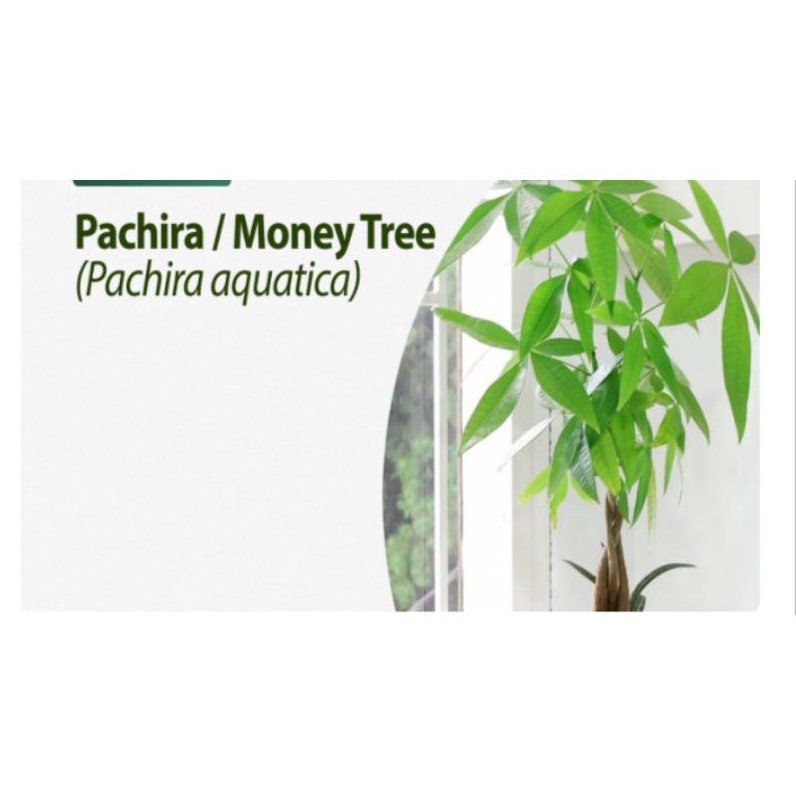 Jual Tanaman pachira aquatic keberuntungan-pohon duit money tree ...