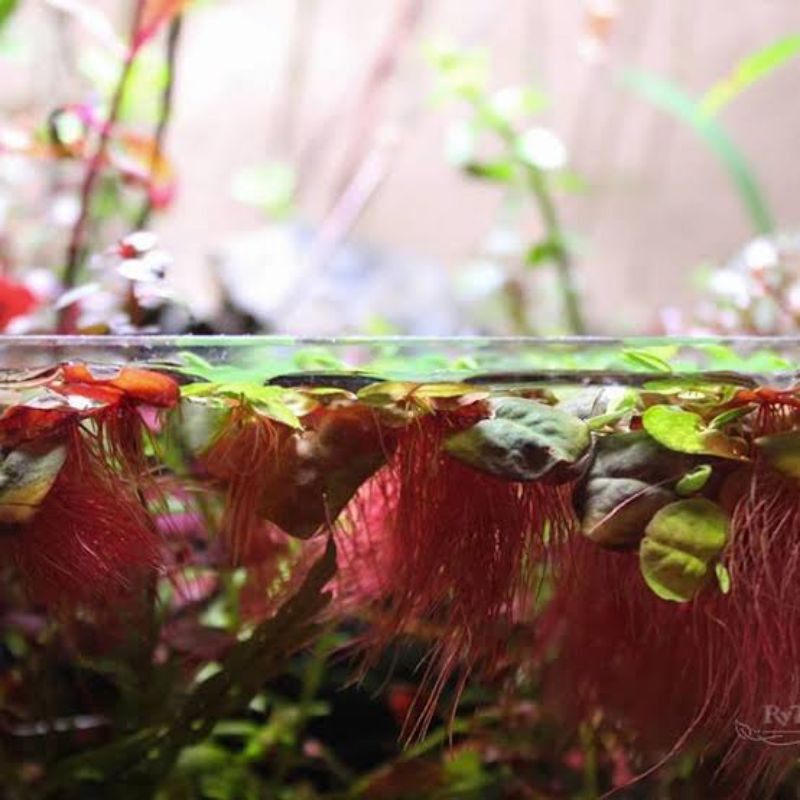 Jual tanaman apung aquascape philantus fluitans akar merah red root ...