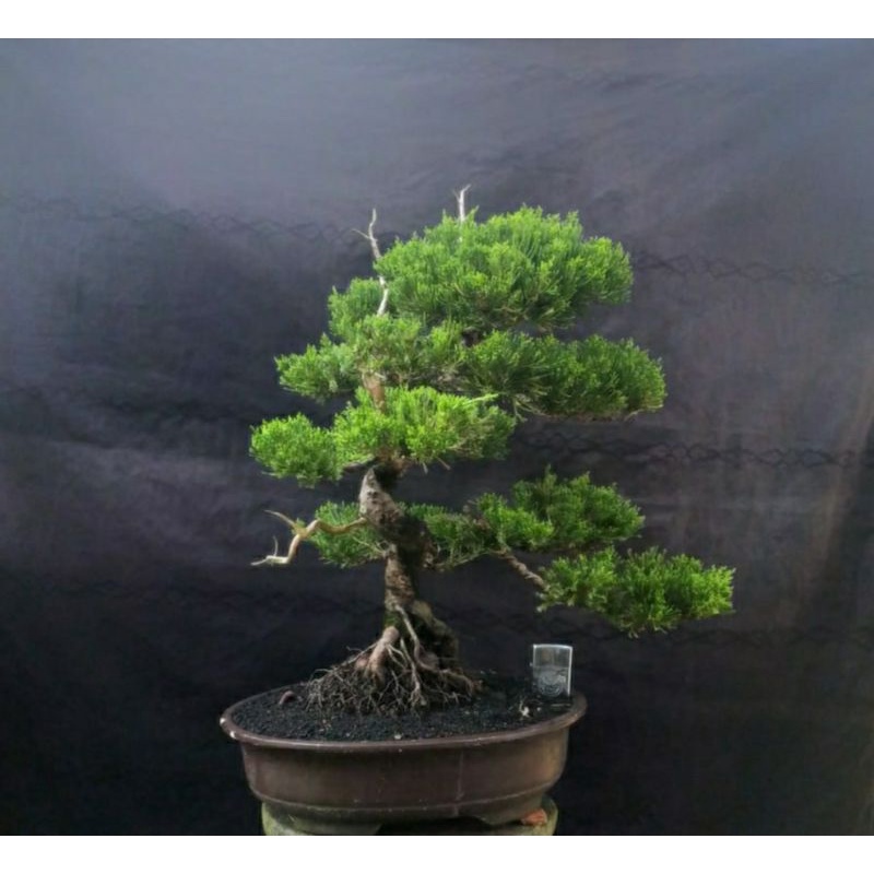 Jual bonsai cemara sinensis | Shopee Indonesia