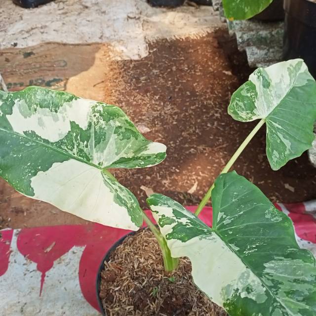 Jual Tanaman hias sente/calium varigata-pohon hias sente varigata ...