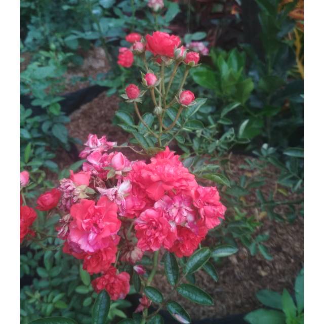 Jual Mawar baby rose (mawar jepang) | Shopee Indonesia