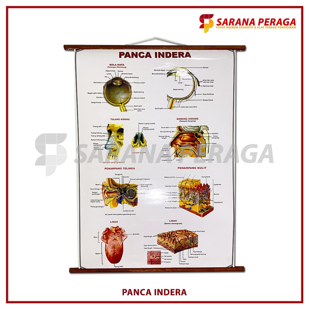 Jual SaranaPeraga - Carta Poster Gambar Panca Indera / Alat Peraga ...