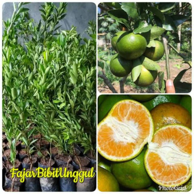 Jual GROSIR BIBIT JERUK BW (CHOKUN) SUPER BESAR | Shopee Indonesia