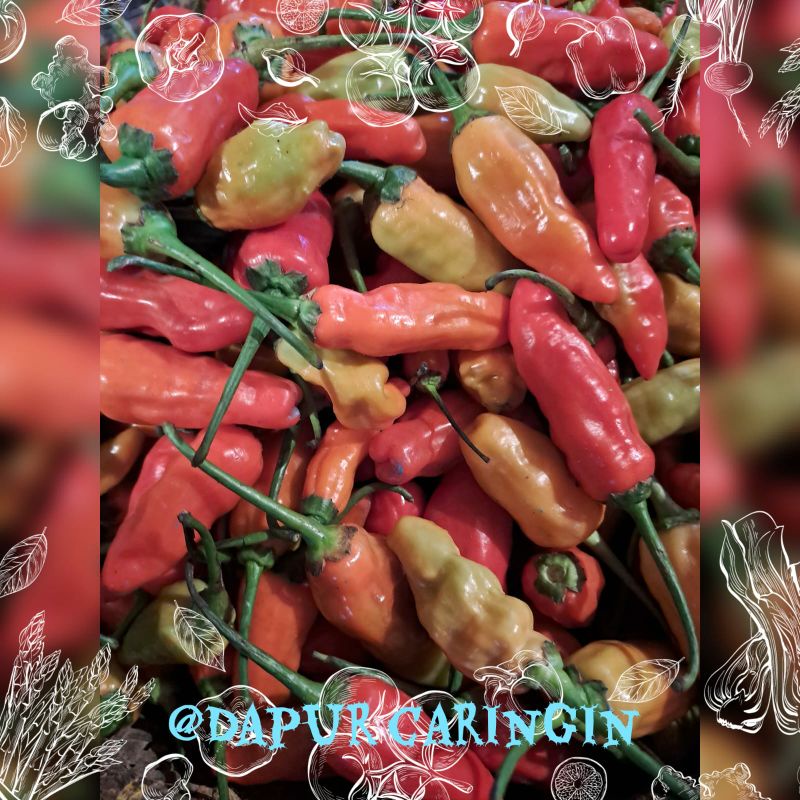 Jual Cabe Rawit Merah Cengek Domba Murah Bandung | Shopee Indonesia