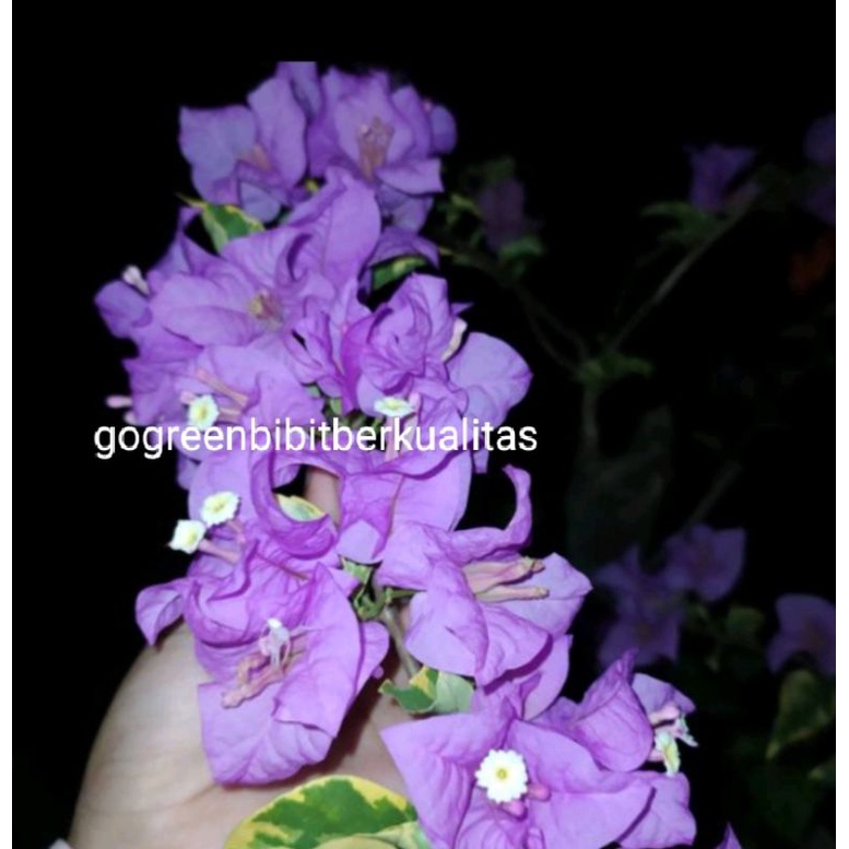 Jual bibit tanaman bunga kertas bugenvil bougainville | Shopee Indonesia