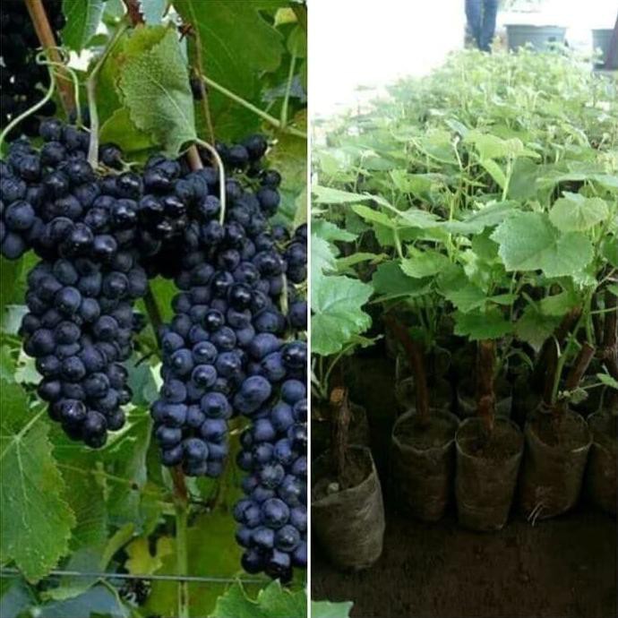 Jual Bibit Tanaman Buah Anggur Bali Alfonso Biru | Shopee Indonesia