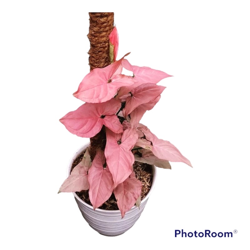 Jual Tanaman Hias Singonium Pink - Syngonium ping- Tanaman Indoor ...