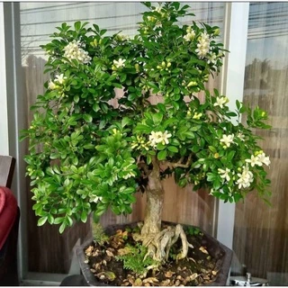 Jual Kemuning Terlengkap & Harga Terbaru Mei 2024 | Shopee Indonesia