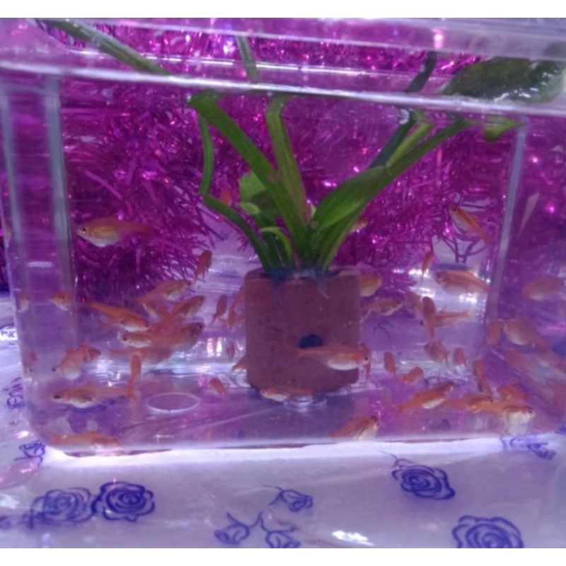 Jual IKAN HIAS AMANDAE SIZE 1CM | Shopee Indonesia