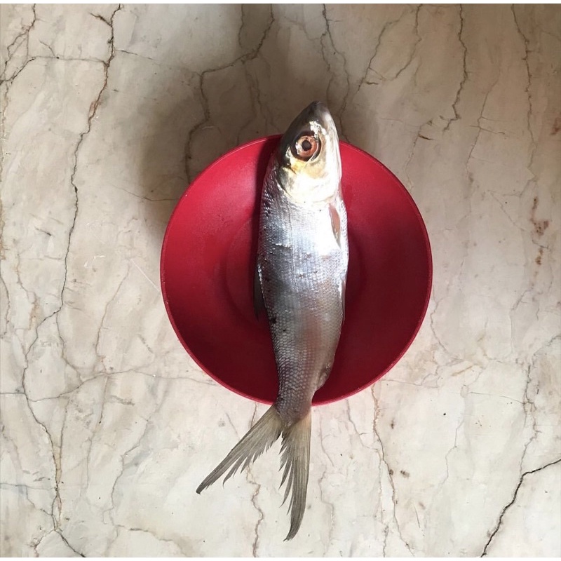 Jual Ikan Bandeng Basah Segar 200gr | Shopee Indonesia