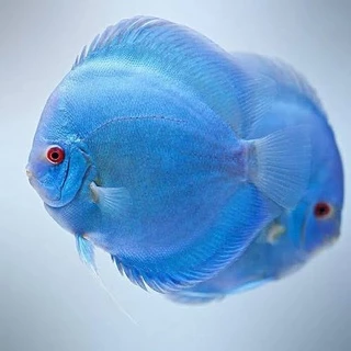 Jual discus blue diamond Harga Terbaik & Termurah Agustus 2024 | Shopee Indonesia