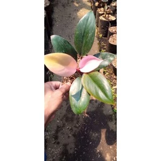 Jual philo pink congo Harga Terbaik & Termurah Mei 2024 | Shopee Indonesia