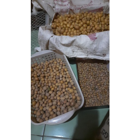 Jual benih kentang G0 pilus minituber paket 2500biji sebulan lagi tanam ...