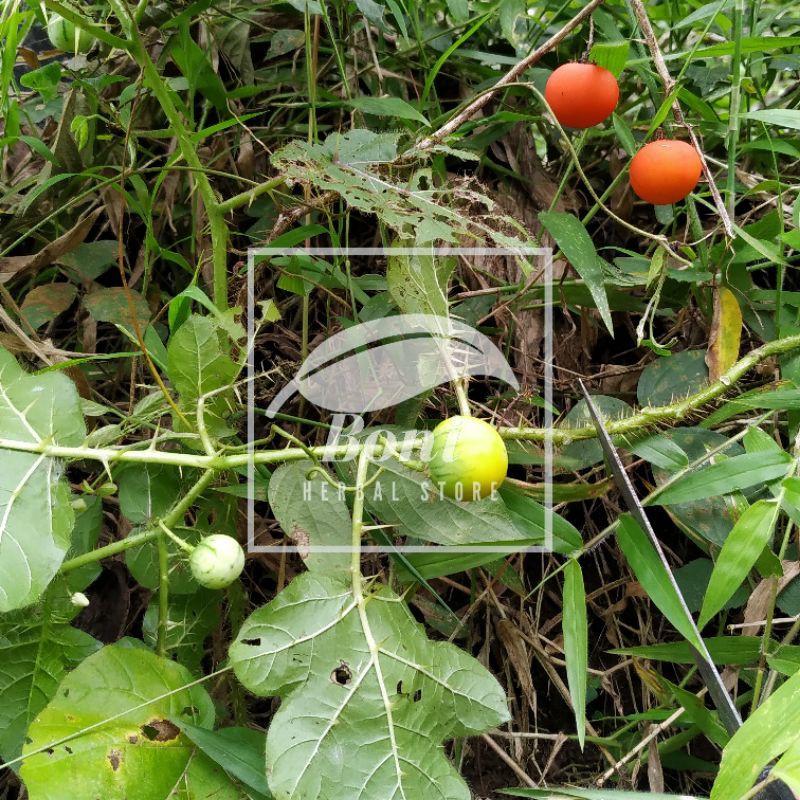 Jual Buah Terong Pari Terung Duri Hutan Terong Cina Segar Kemasan 100gr ...