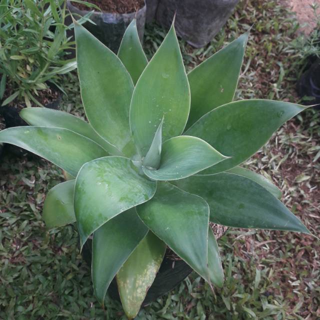 Jual Tanaman Hias Siklok Hijau - Tanaman Hias Agave Attenuata - Pohon ...