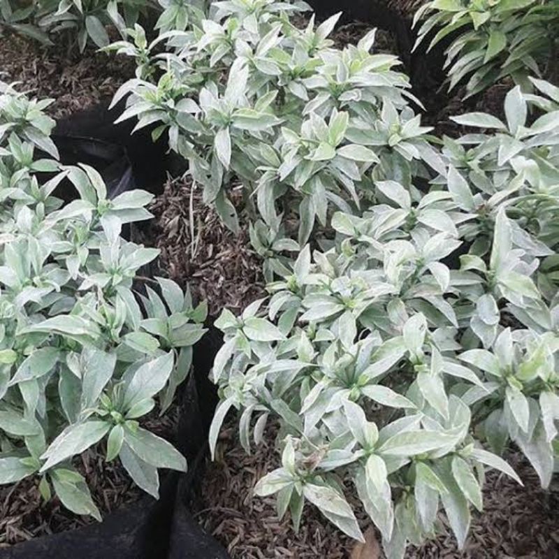 Jual Tanaman hias Melati Cina atau Rombusa mini(silver) | Shopee Indonesia