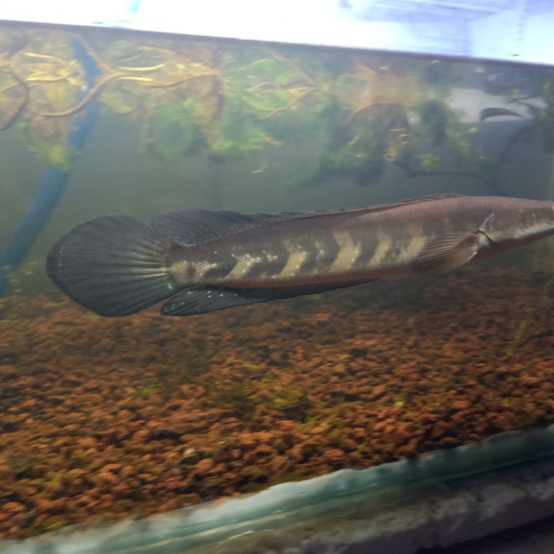 Jual ikan channa green marulius -+35cm | Shopee Indonesia