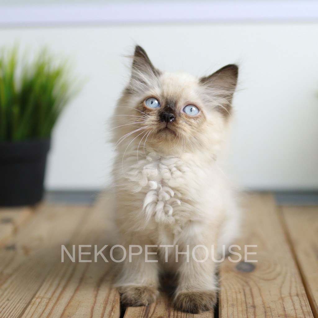 Jual Kucing kitten persia himalaya blue eyes 2.5 bulan betina | Shopee ...