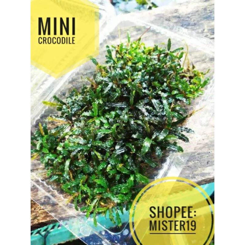 Jual [buce B] BERBAGAI BUCEPHALANDRA MINI KEMASAN MIKA BESAR tanaman ...