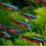 Jual ikan cardinal tetra | Shopee Indonesia