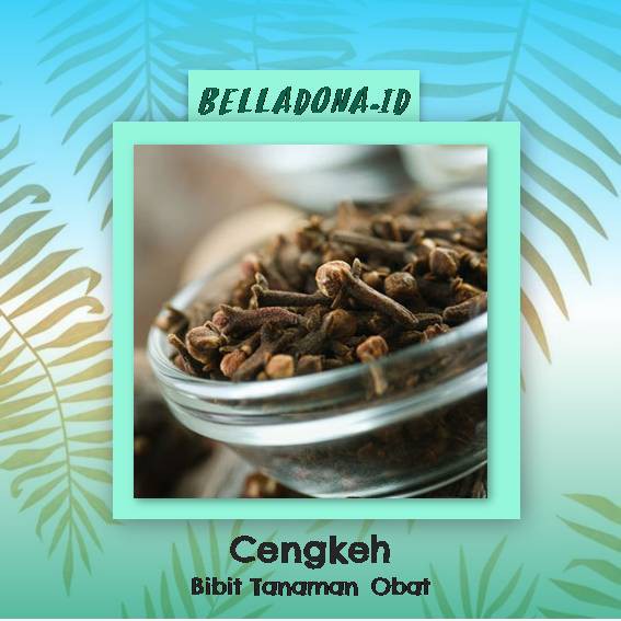 Jual Bibit Tanaman Obat Cengkeh 60cm | Shopee Indonesia