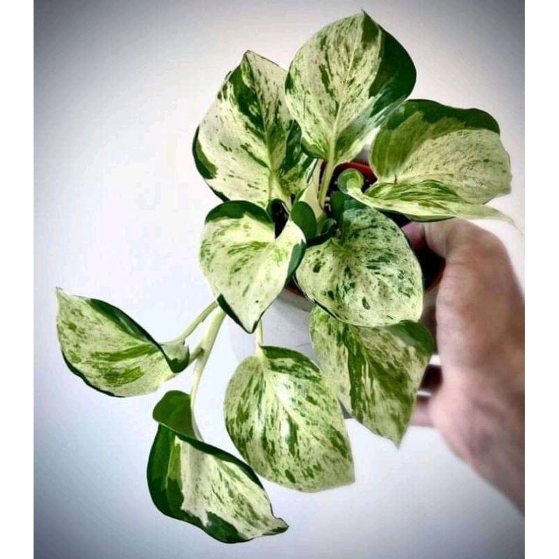 Jual sirih marble/sirih varigata daun 4-7 bisa lebih | Shopee Indonesia