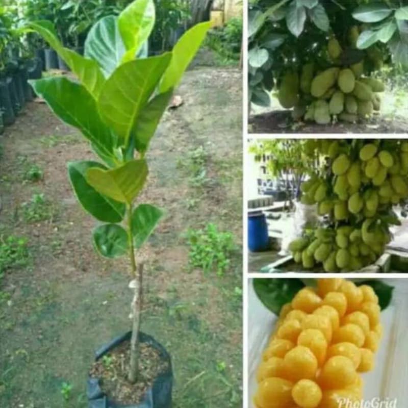 Jual Bibit tanaman cempedak okulasi super | Shopee Indonesia