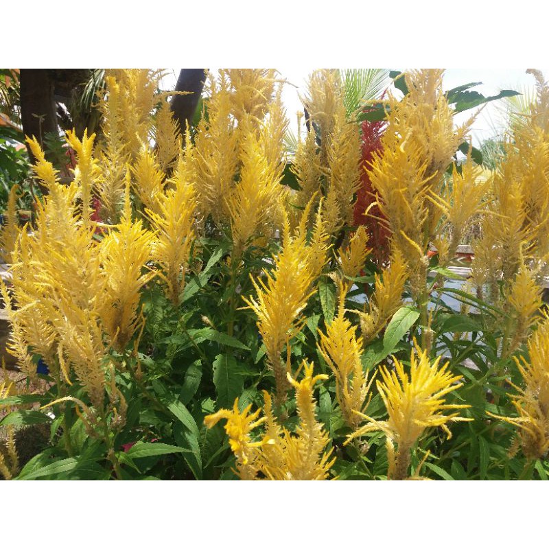 Jual Bibit Benih Bunga Celosia/Jengger Ayam warna kuning | Shopee Indonesia