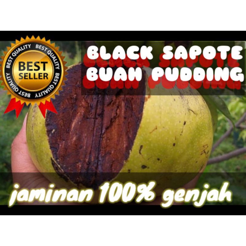 Jual BIBIT BLACK SAPOTE/SAWO HITAM /BUAH PUDDING | Shopee Indonesia
