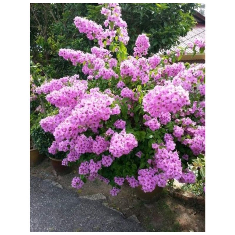 Jual TANAMAN HIAS BUGENVIL BUNGA KERTAS//EKOR MUSANG PURPLE | Shopee ...