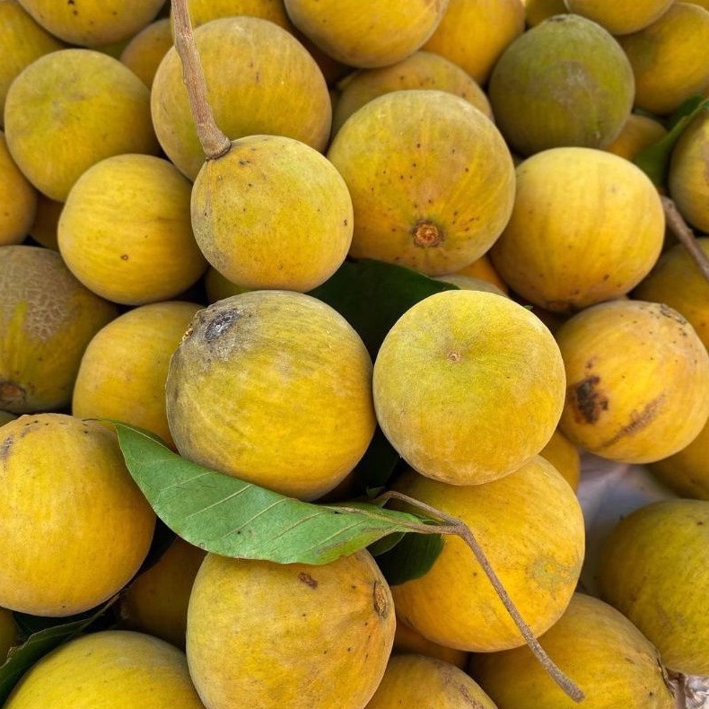 Jual Buah Kecapi Lumut 1Kg | Shopee Indonesia