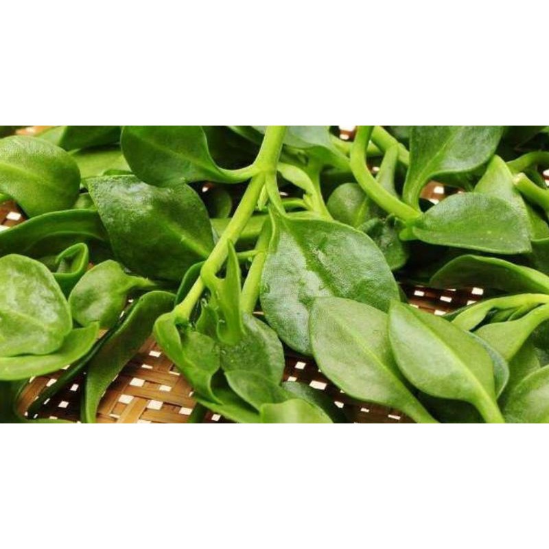 Jual DAUN RAJA / DAUN DEWA / DAUN SAMBILOTO PER IKAT | Shopee Indonesia