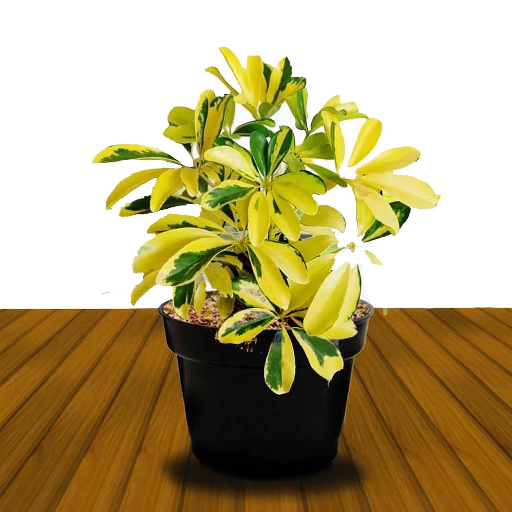 Jual walisongo varigata (Heptapleurum actinophyllum) - Tanaman hias ...