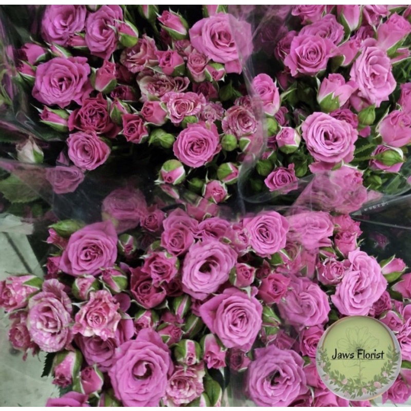 Jual Bunga Baby Rose | Shopee Indonesia