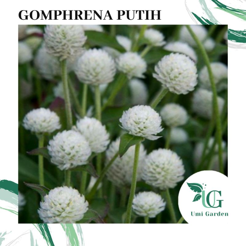 Jual 10 Biji Benih Bunga Kancing Kenop Gomphrena Putih | Shopee Indonesia
