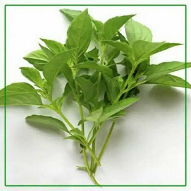 Jual Puri Segar Shop, Daun Kemangi 3 Ikat (ORDERAN PAGI HARI) | Shopee ...