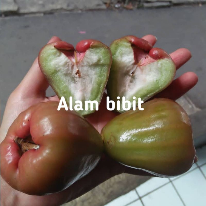 Jual BIBIT JAMBU AIR CINCALO MERAH OKULASI (COCOK DI TANAM POT ...