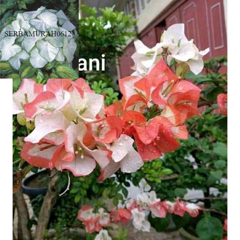 Jual Bibit Bougenville Maharani Bibit Hidup Bugenvil IMPORT MURAH ...
