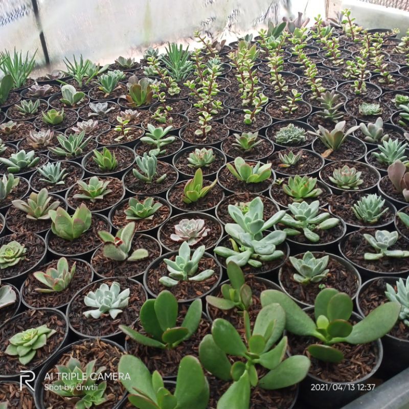 Jual sekulen mini 30 pcs | Shopee Indonesia