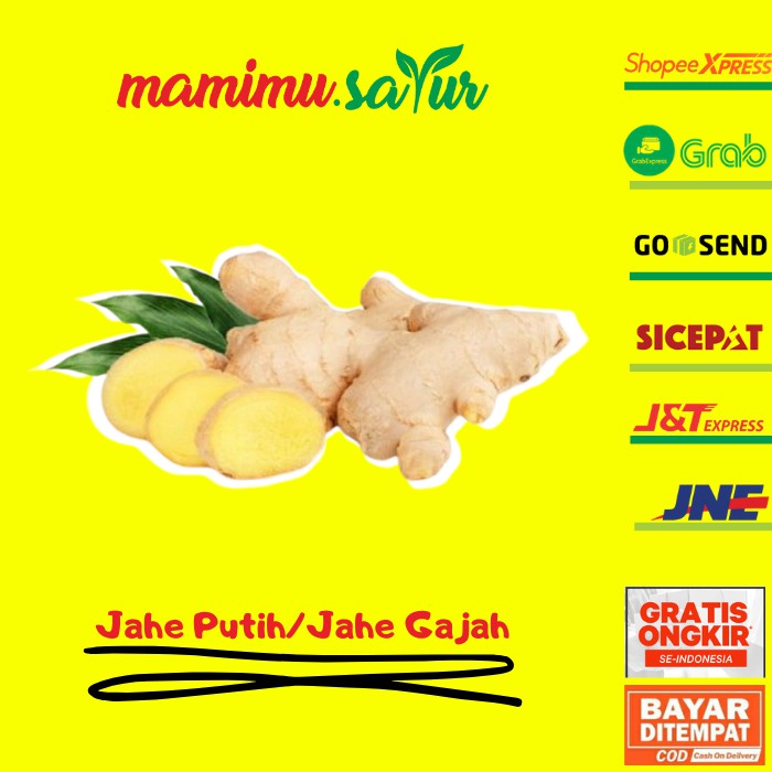 Jual JAHE GAJAH SUPER SEGAR JAHE PUTIH SEGAR JAHE PUTIH JAHE GAJAH ... Jual JAHE GAJAH SUPER SEGAR JAHE PUTIH SEGAR JAHE PUTIH JAHE GAJAH ...