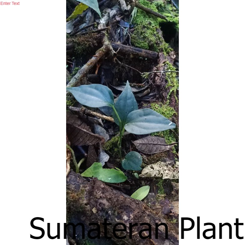 Jual Tanaman Unik Scindapsus Black Green Philo Black Tanaman Merambat ...